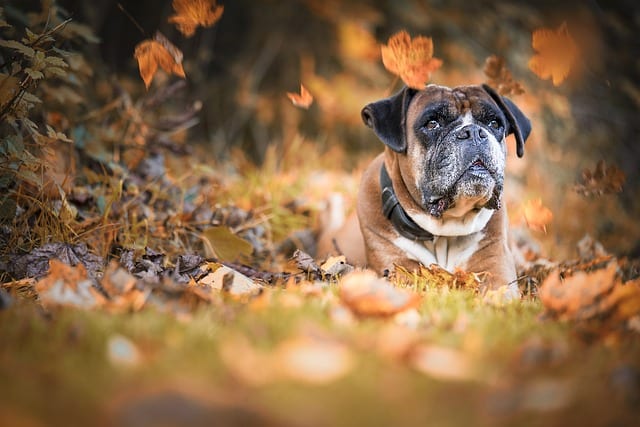 Corazón Canino